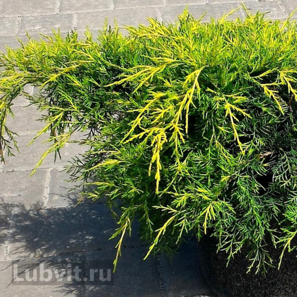 Можжевельник Олд Голд (Old Gold) купить в интернет-магазине Любвитского ...